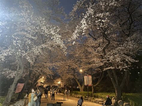 2022년 가기 좋은 서울 벚꽃명소 창경궁 창덕궁 석촌호수feat벨리곰 여의도 윤중로 어린이대공원 네이버 블로그