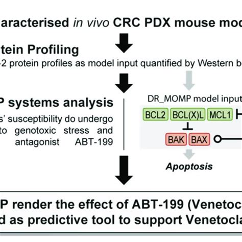 Schematic Representation Of The Experimental Workflow The Sensitivity Download Scientific