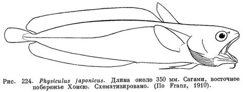 Physiculus Japonicus Hilgendorf 1879