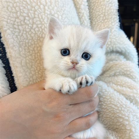 브리티쉬숏헤어 앤써 퍼스트캣ㆍ24시 고양이분양ㆍ전국 안심홈서비스