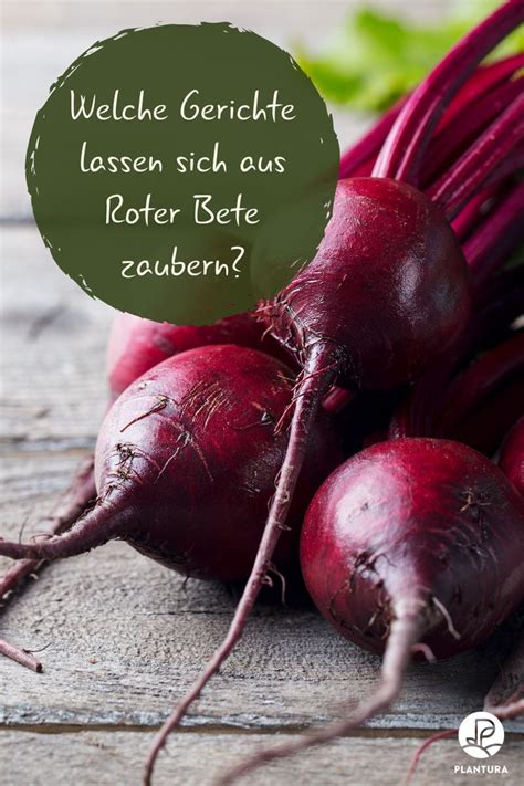 Rote Beete Ernten Lagern Einfrieren Einlegen Und Co Rote Beete
