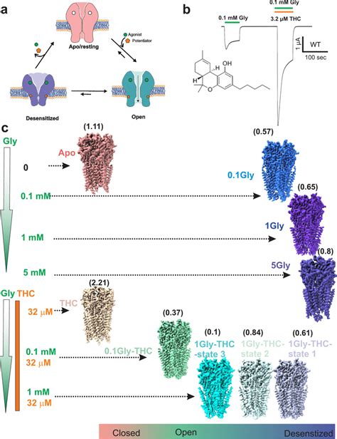 Cryo Em Analysis Of Glyr Gating And Thc Modulation A Schematic Download Scientific Diagram