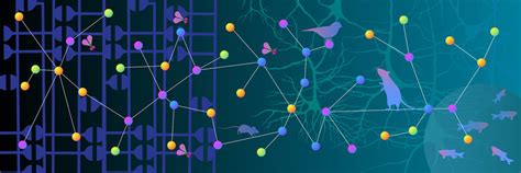 Neuronale Netzwerke Und Das Komplexe Gehirn