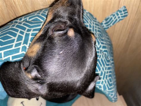 Шишечка на голове у собаки бесплатная консультация ветеринара вопрос задан пользователем