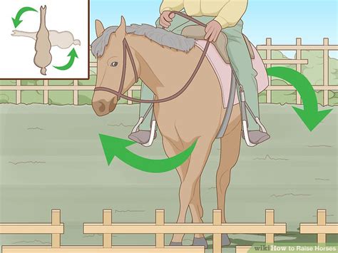 How To Raise Horses With Pictures Wikihow
