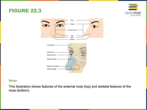 Open Stax Anatomy Physiology Ch 22 PPTX Lung And Respiratory Health Diseases And Conditions