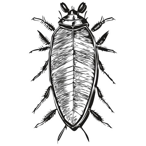 Premium Vector Cockroach Sketchy Graphic Portrait Of A Cockroach On A White Background Cockroaches