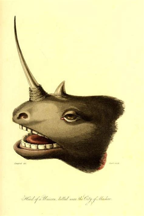 Shukernature A Decapitated Unicorn From South Africa Another Long