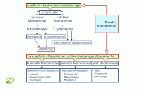 Immunsystem Aufbau Onmeda De