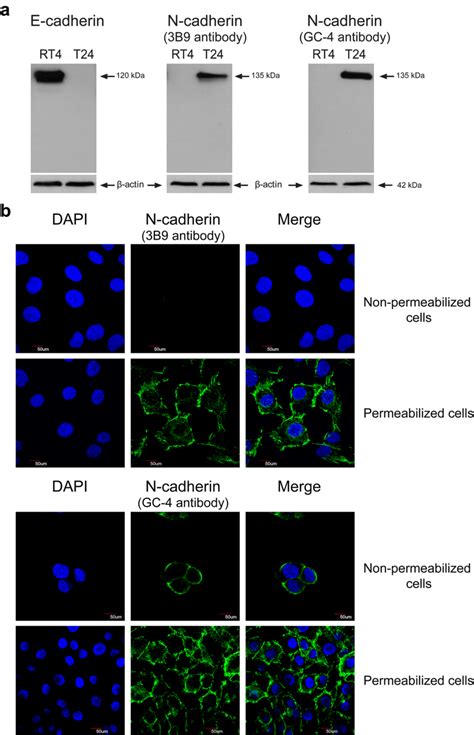 Validation Of Anti Cadherin Antibody Specificity A Total Protein