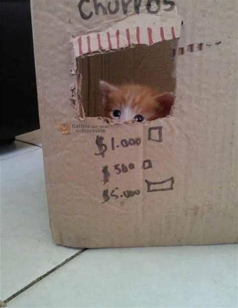Most Beautiful Cat Breeds In The World With Pictures Most Beautiful Cat