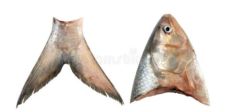 Verse Kop En Staart Van Verse Vis Geïsoleerd Op Witte Achtergrond
