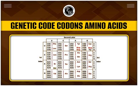 Genetic Code Codons Amino Acids Types Properties Key Points