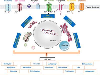 Frontiers Editorial Ion Channels Homeostasis Of Ions In Cancer Cell Fate