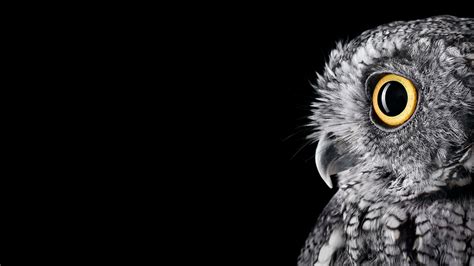Owl Wallpapers Top Free Owl Backgrounds Wallpaperaccess