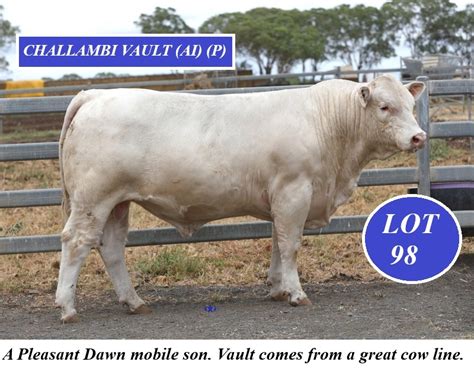 Charnelle Charolais Longreach 2026 Jim Pola Digital Marketing