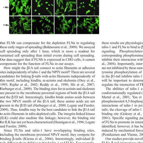 Talin 1 Is Required Downstream Of Integrin Activation For Spreading