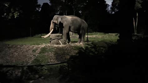 ナイトサファリ あさみち