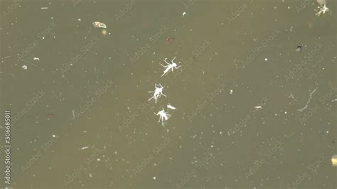Dirty Water On Surface Of Forest Swamp Insect Skins And Underwater Life At Shallow Depth View
