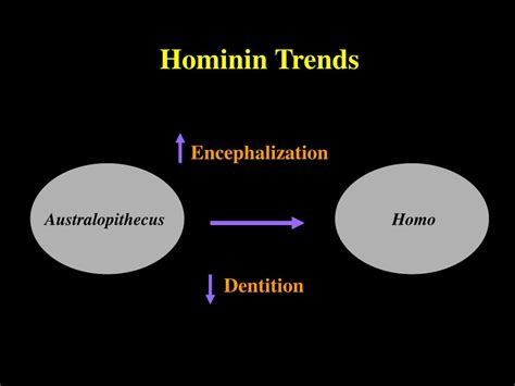 Ppt Australopithecus Anamensis Powerpoint Presentation Free Download Id 3326553