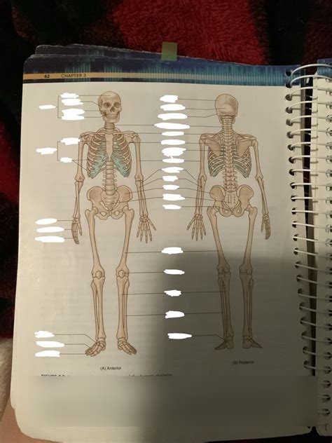 The Skeleton Diagram Quizlet
