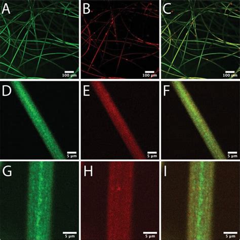 Clsm Analysis Of The Ps‐fret Fibers On A Glass Cover Slide Across The