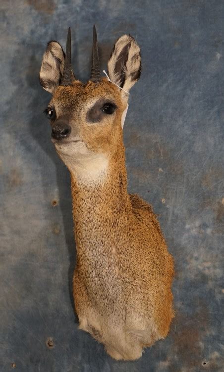 Mount African Klipspringer Pygmy Antelope Mount Taxidermy For Sale