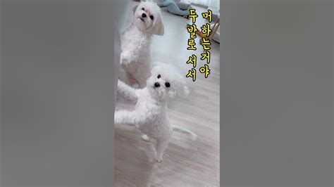 자꾸 두발서기로 엄마 관심 끄는 강아지 Youtube