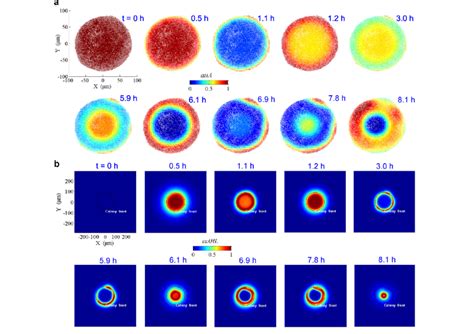 dem simulations spontaneous genetic symmetry breaking without cellular