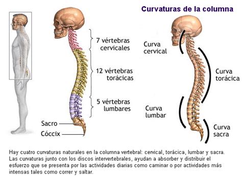 La COLUMNA VERTEBRAL Anatomía VÍDEOS y Teoría FisioStar