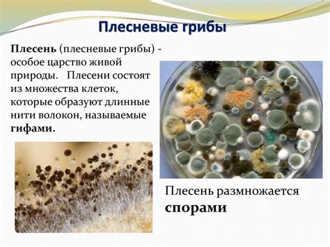 Плесень (плесневые грибы) - online presentation