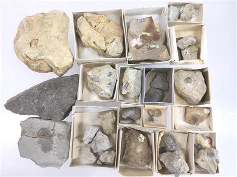 Lot Assortment Of Fossilized Trilobites