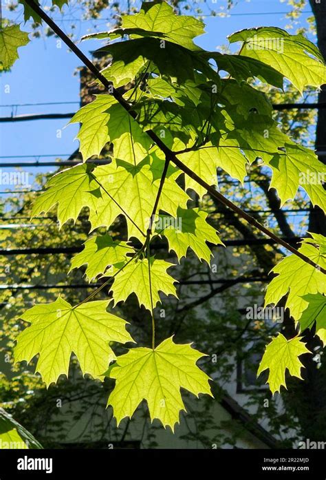 Back Lite Norway Maple Acer Platanoides Spring Scarsdalem Ny Stock