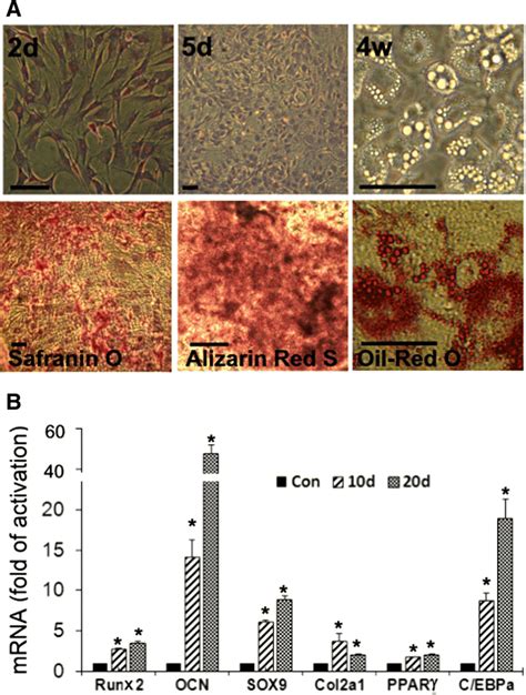 Tri Lineage Differentiation Of Mesc Fbs Cells Were Differentiated For Download Scientific