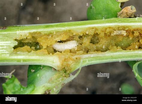 Larvae Of Ceutorhynchus Pallidactylus Formerly Quadridens Cabbage