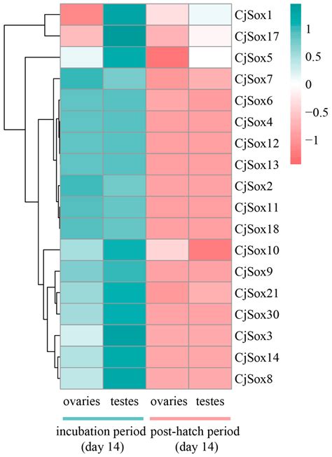 Systematic Identification And Evolution Analysis Of Sox Genes In