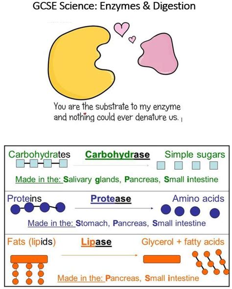 A Quick Gcse Science Recap On Digestive Enzymes Gcse Science Gcse