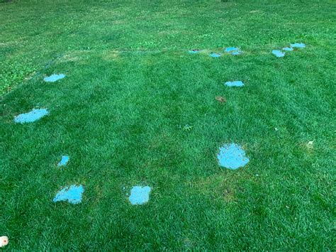 Easy Ways To Fix Dog Urine Spots On Grass My Brown Newfies