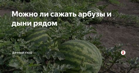 Можно ли сажать арбузы и дыни рядом Дачный уход Дзен