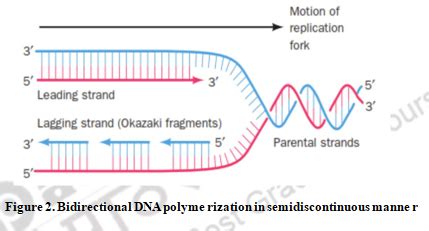 Dna Polymerase Structure And Function Of Biomolecules Lipids And Nucleic Acids
