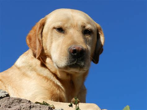 File Labrador Retriever Adulto