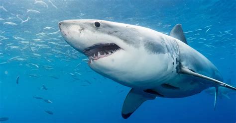 Exciting Shark Themed Events Coming To Plymouths Royal William Yard Plymouth Live