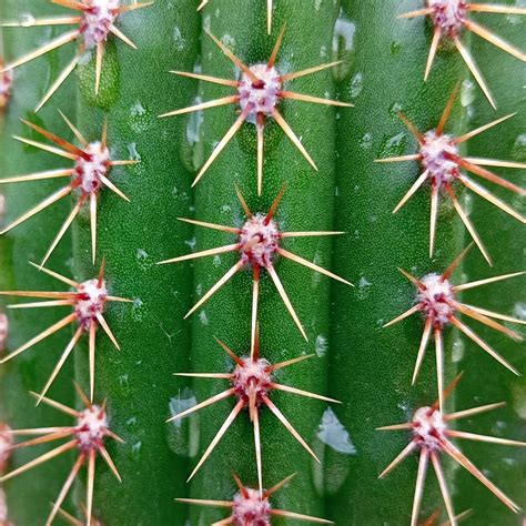 Trichocereus Spachianus Cv Jl Golden Torch Live Plant Fc