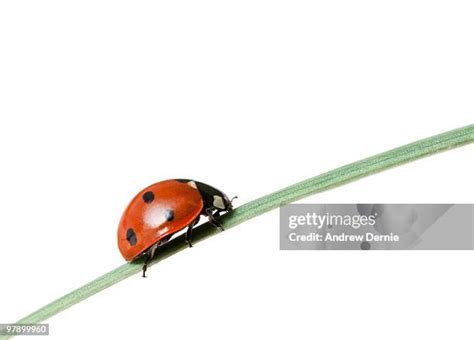 Ladybug Cut Out Photos Et Images De Collection Getty Images