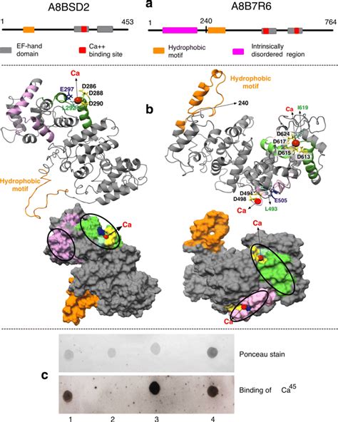 Computational And Experimental Study Of The Calcium Binding Proteins