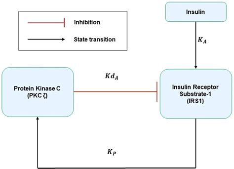 Negative Feedback Motif To Determine Integral Controller In Insulin Download Scientific Diagram