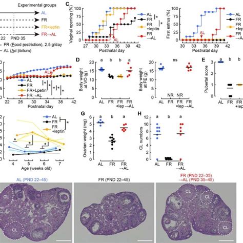 Puberty Onset Under Various Food Conditions And Leptin Supplementation