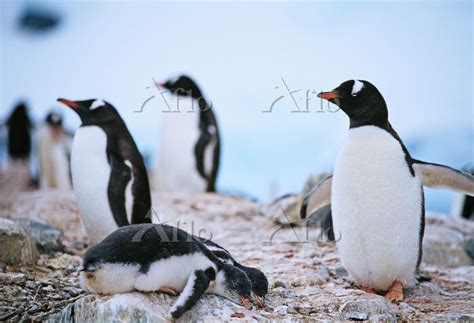ジェンツーペンギン 1299774 の写真素材 アフロ