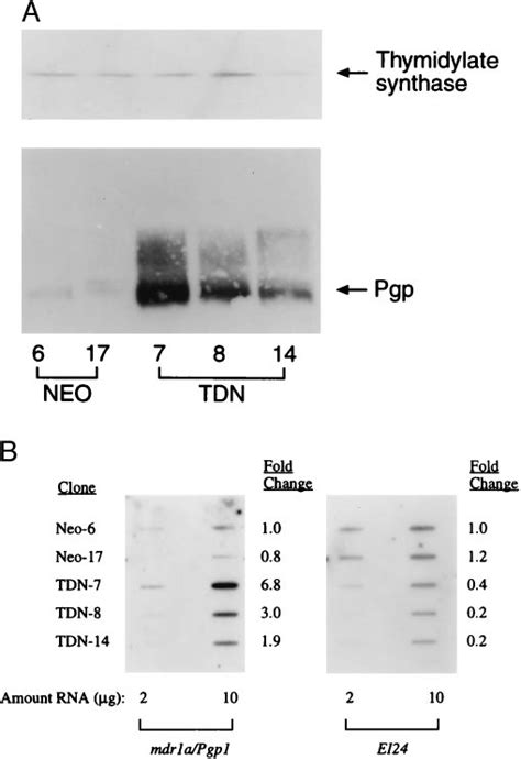 Inactivation Of Wild Type P53 Is Associated With Elevated Levels Of