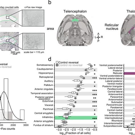 Whole Brain Analysis Of C Fos In CNO Only Controls A Example Of
